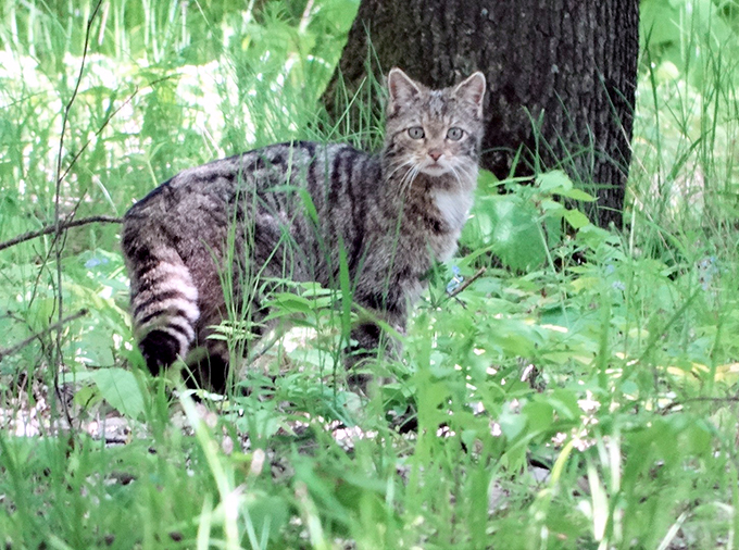 Apariție rarisimă în pădurile din județul Vaslui - Vremea noua ...