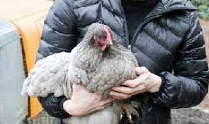 Trei hoți din Negrești au dat iama în poiata cu păsări, dar, prinși cu ...