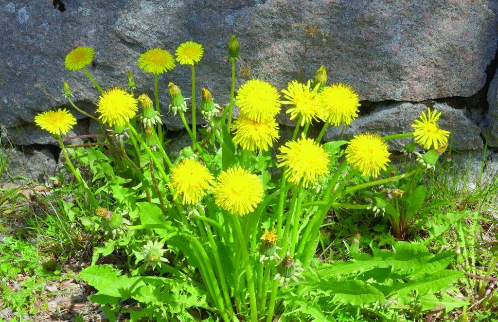 VIDEO | Pãpãdia, planta minune, între mit si adevãr. Profesorul ...